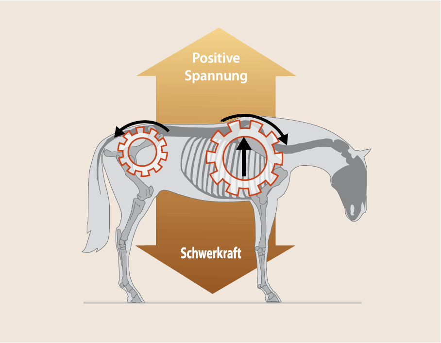Das Konzept - Stammer Kinetics
